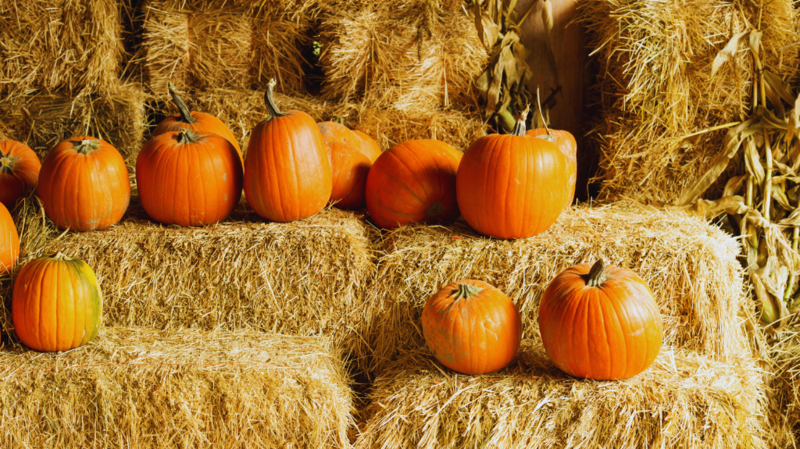 5 Things to do in Nassau County This Fall | Coldwell Banker American Homes